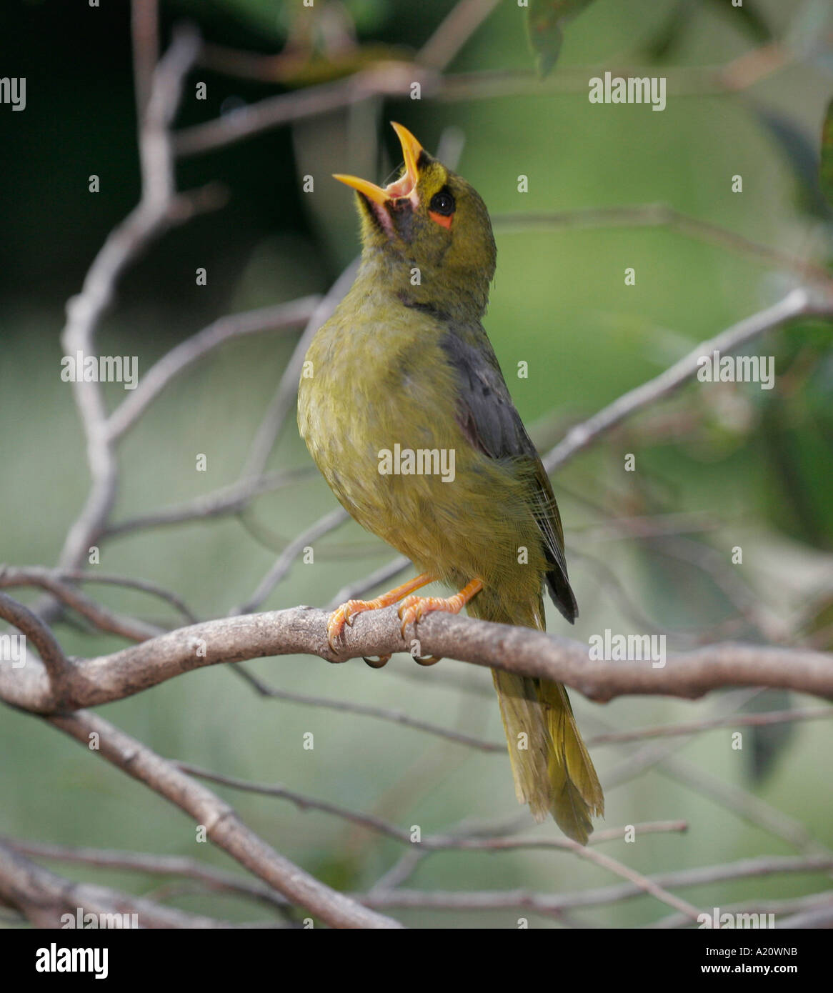 Bellbird australia hi-res stock photography and images - Alamy