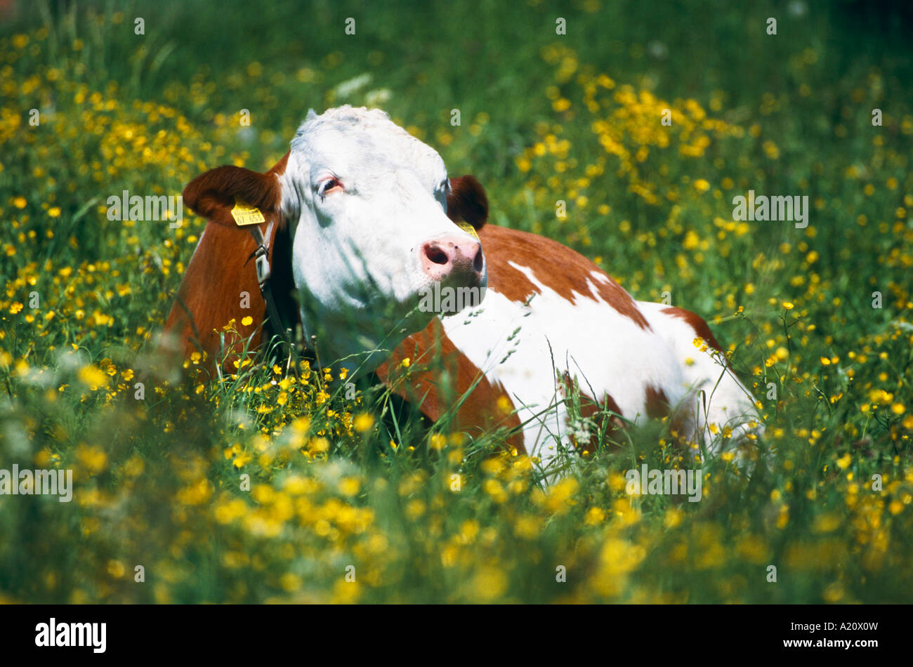 Milchkuh Deutschland European Milk Cow Germany Stock Photo - Alamy