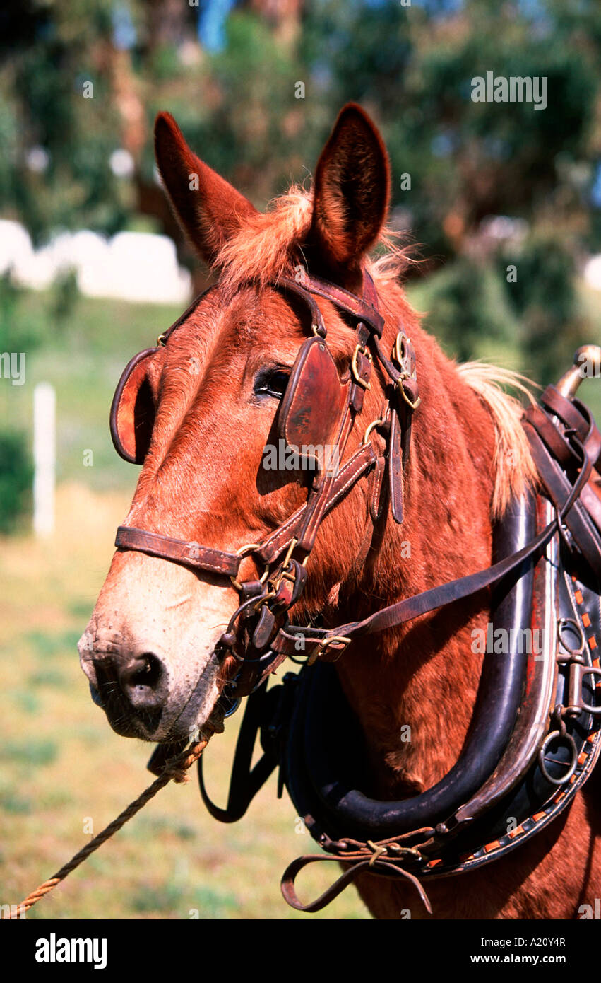 Maultier mule hi-res stock photography and images - Alamy