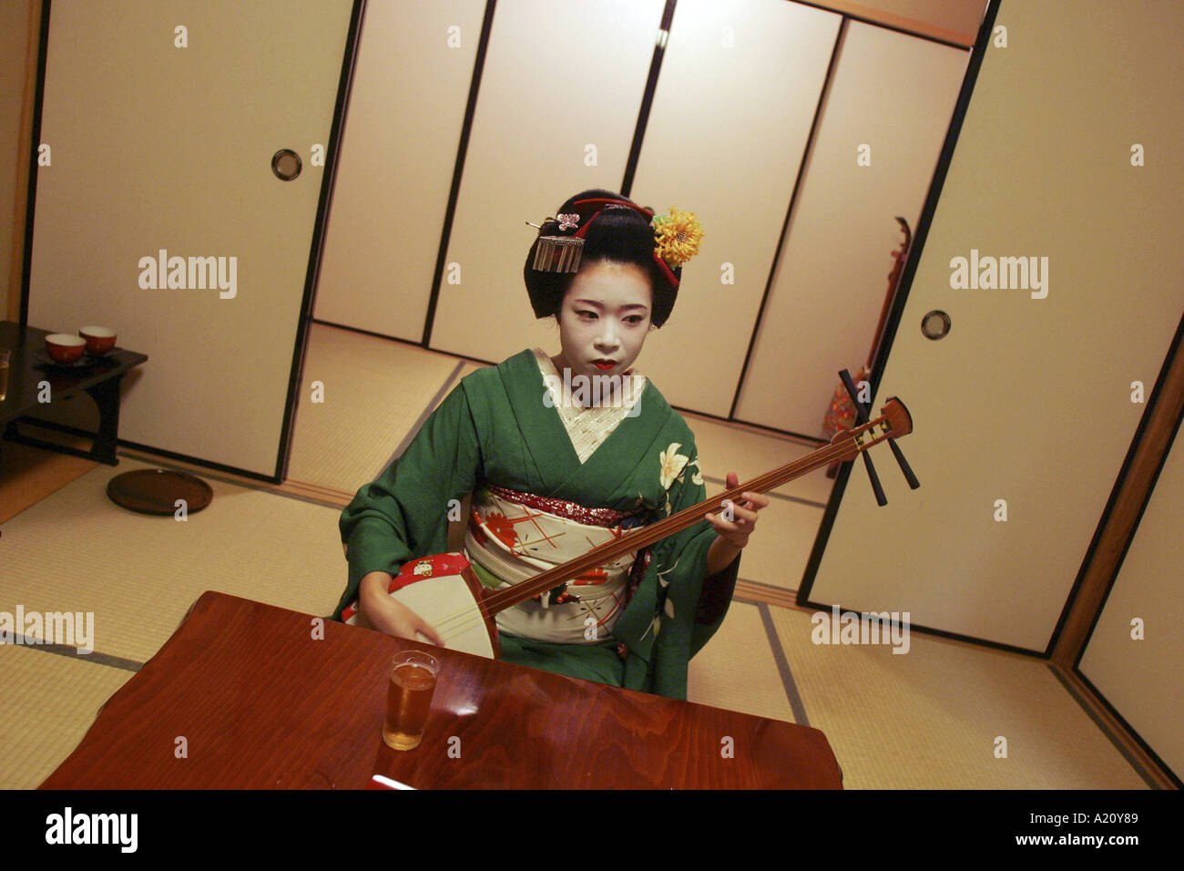 apprentice Geisha with the shamisen instrument at a tea house in the ...