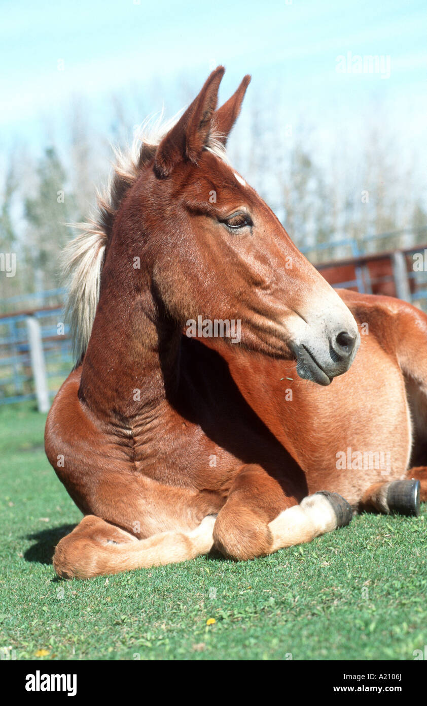 Muli Maultier Mule Stock Photo - Alamy