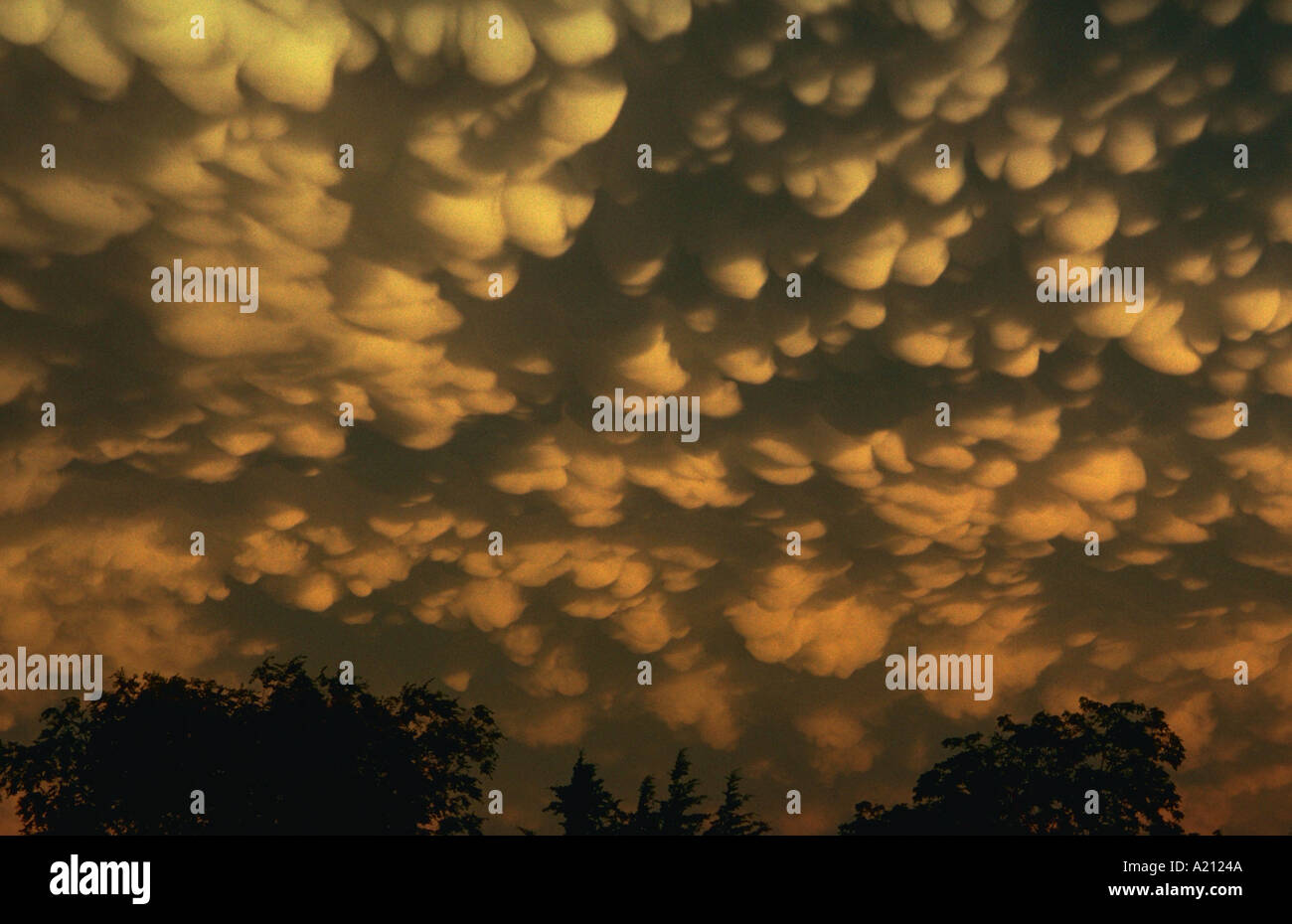 Mammatus clouds only seen in association with severe thunderstorms are ...