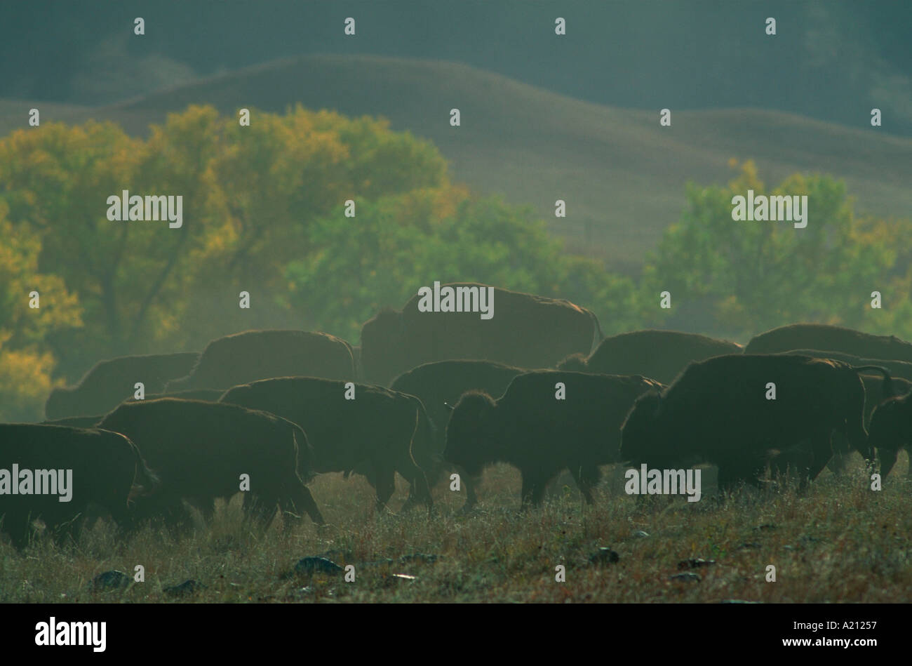 Stampede bison hi-res stock photography and images - Alamy