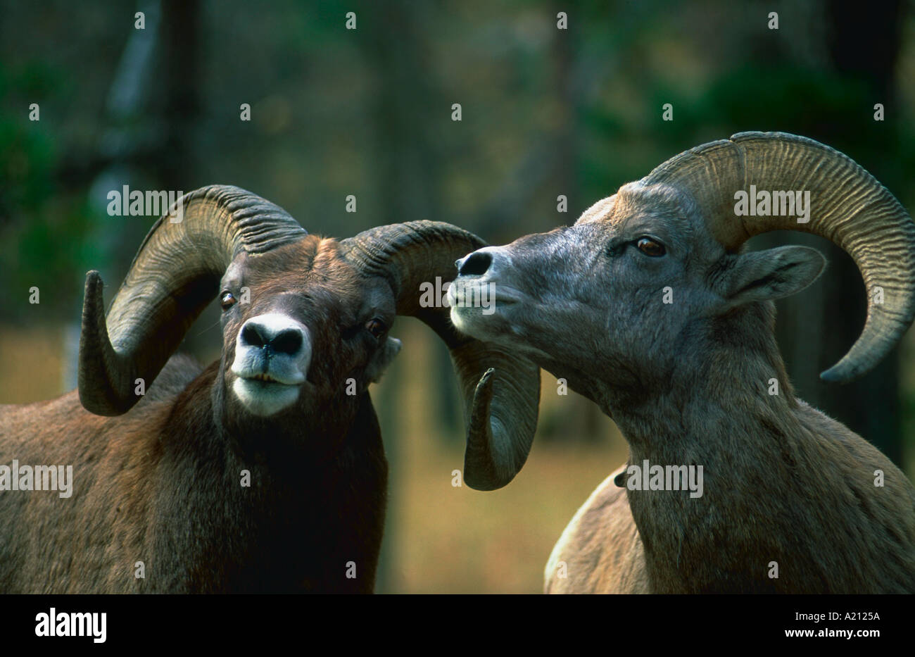 Bighorn sheep rams challenge each other with eye contact during mating ...