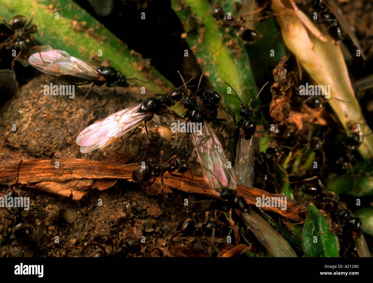 Winged workers hi-res stock photography and images - Alamy