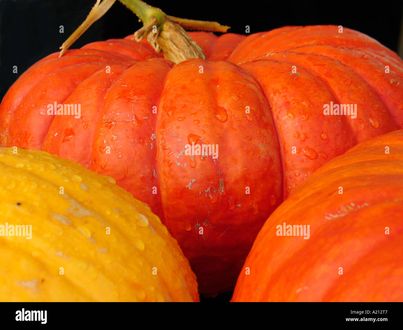 Indian farmer harvest pumpkins hi-res stock photography and images - Alamy