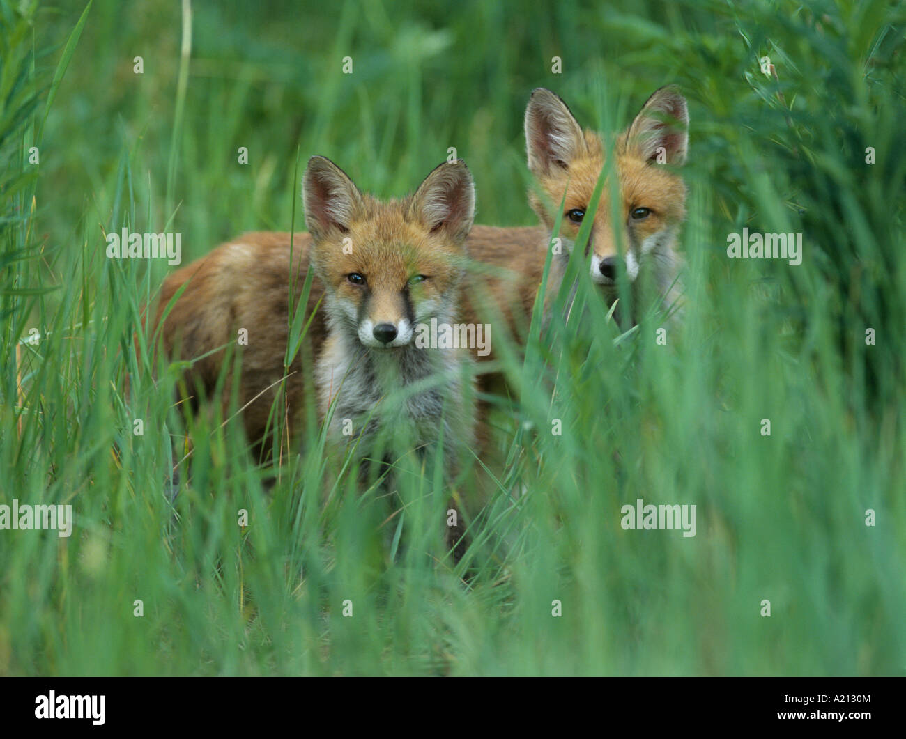 Two red foxes standing in tall grass Stock Photo - Alamy