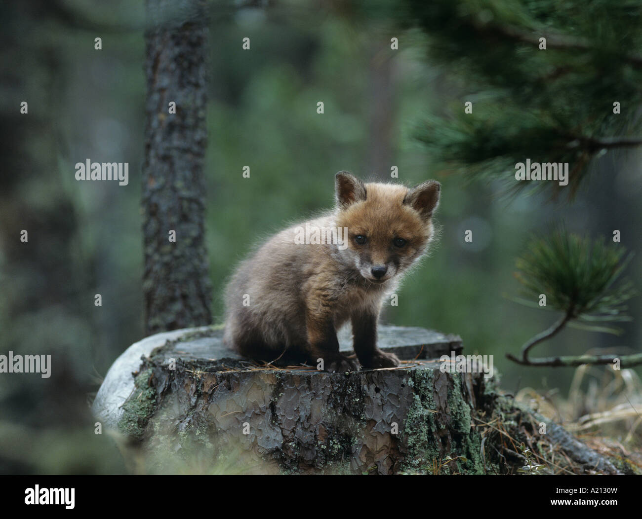 Sitting fox hi-res stock photography and images - Alamy