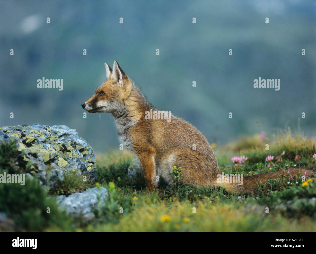Fox on mountain pass Stock Photo - Alamy