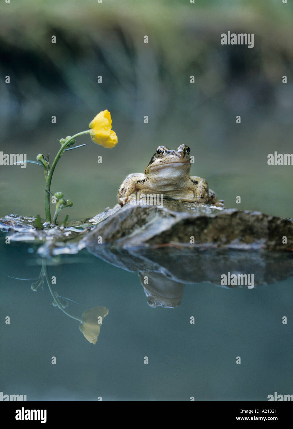 Frog sitting on rock Stock Photo - Alamy
