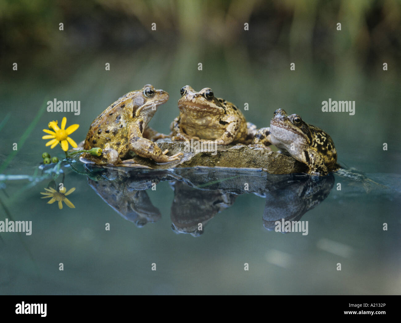 Three frogs sitting on rock Stock Photo - Alamy