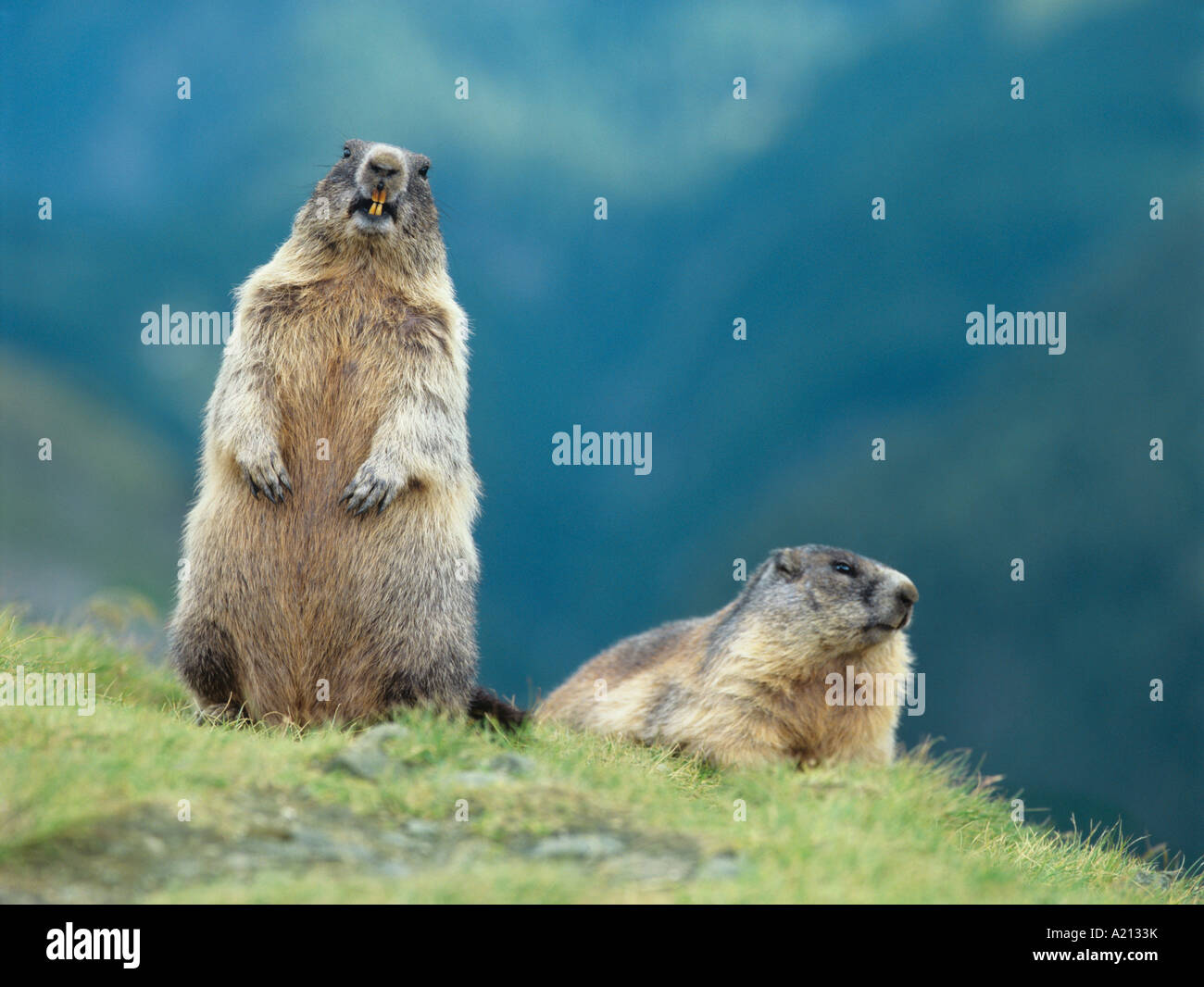 Marmot sitting up hi-res stock photography and images - Alamy