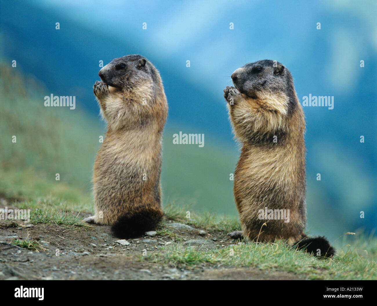 Marmot lying hi-res stock photography and images - Alamy