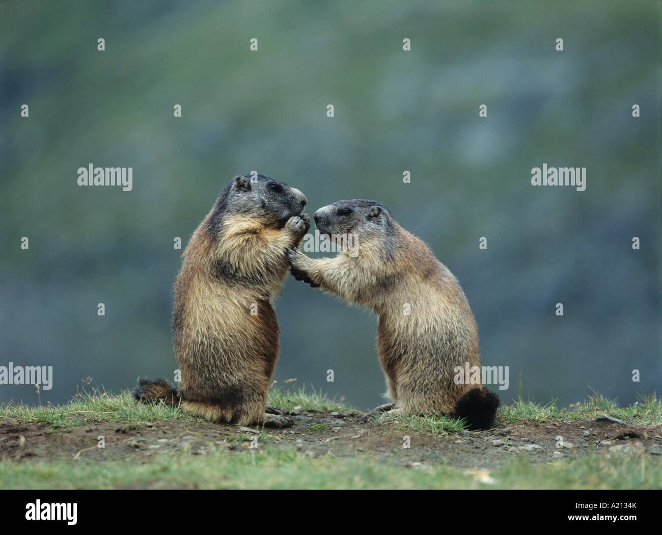 Marmots and human hi-res stock photography and images - Alamy