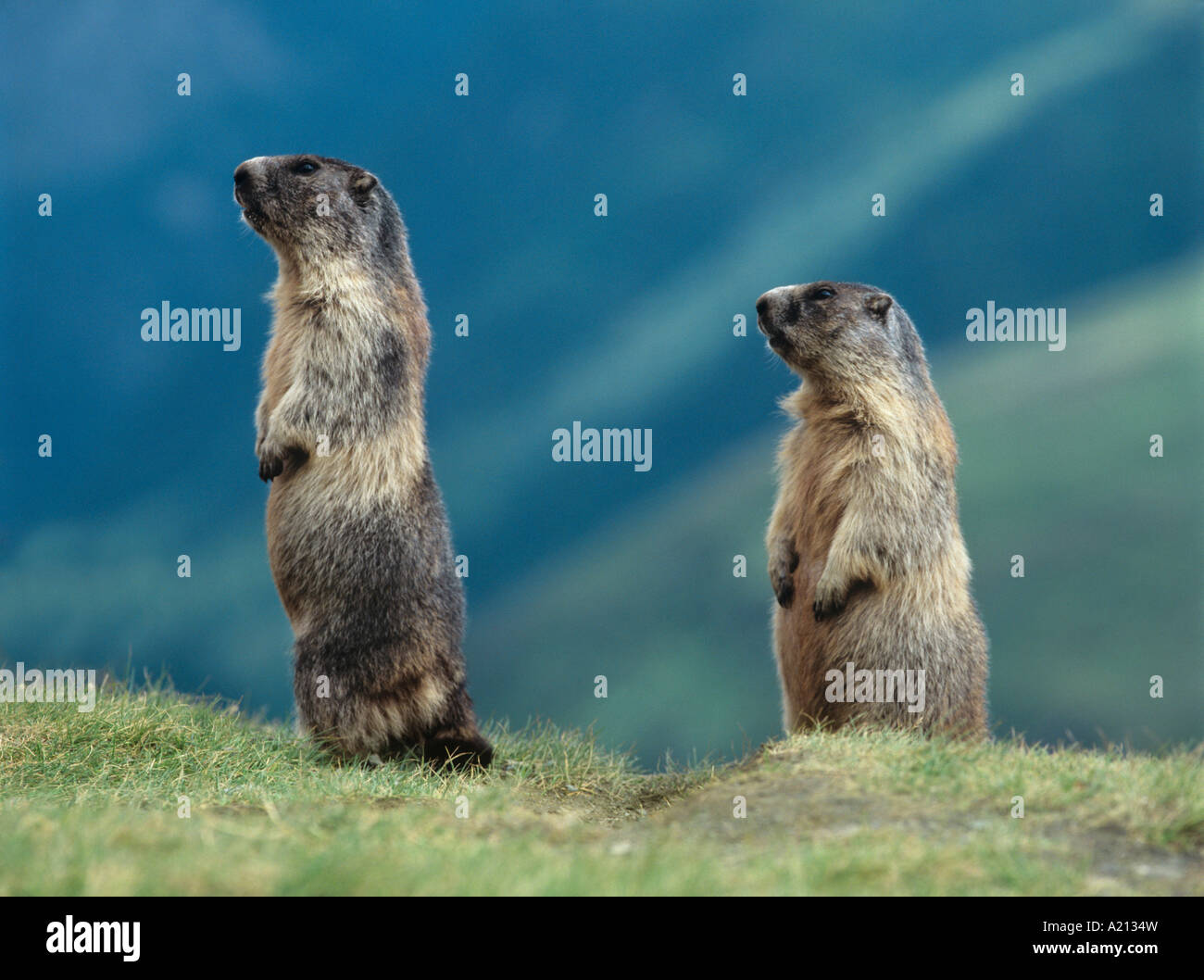 Two marmots hi-res stock photography and images - Alamy