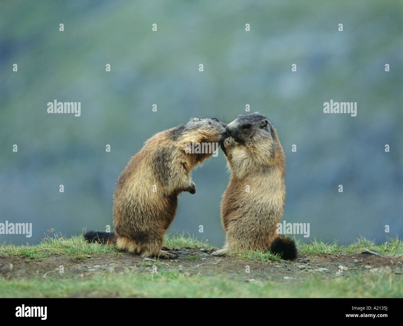 Interaction with the outside world hi-res stock photography and images ...