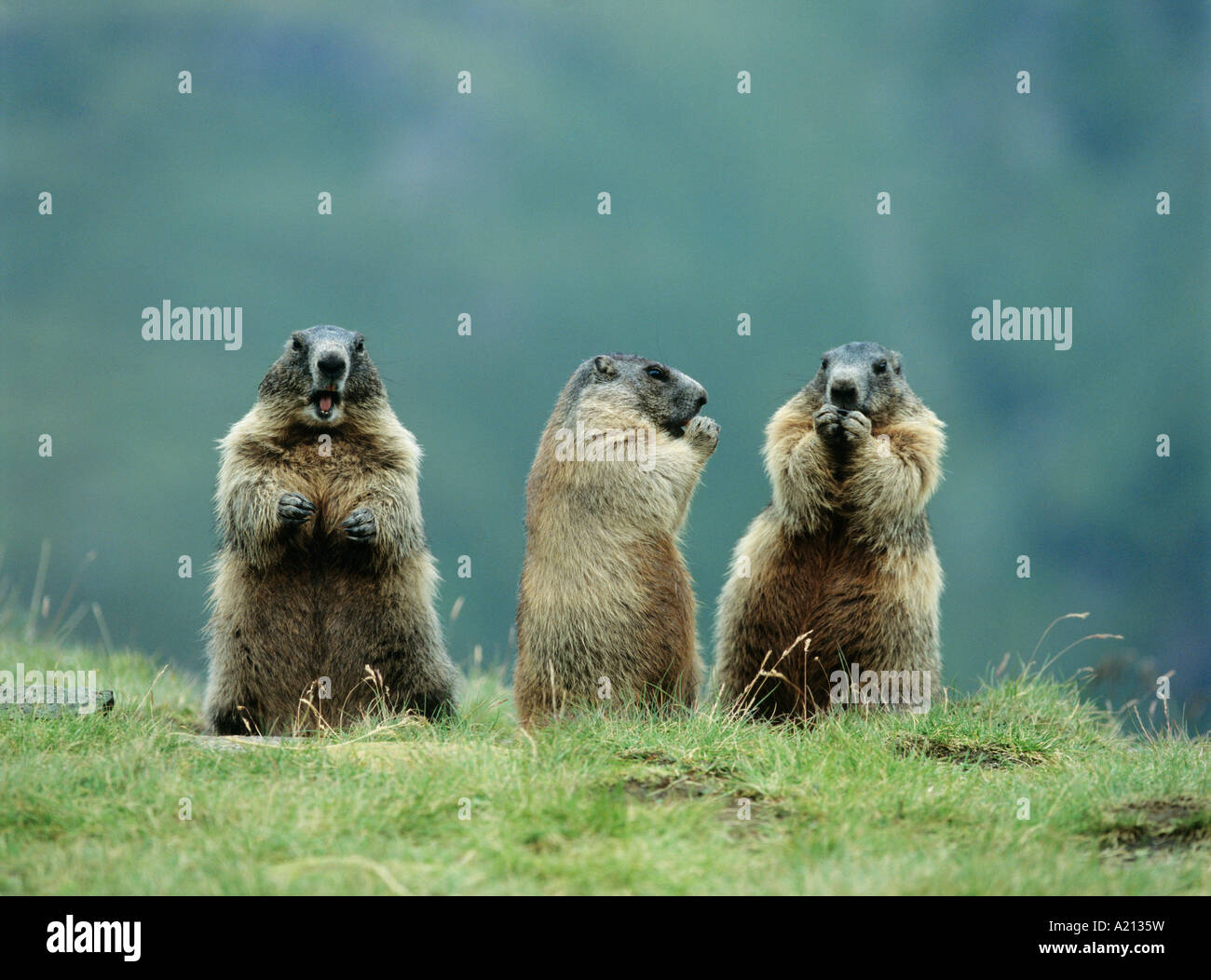 Marmots switzerland hi-res stock photography and images - Alamy