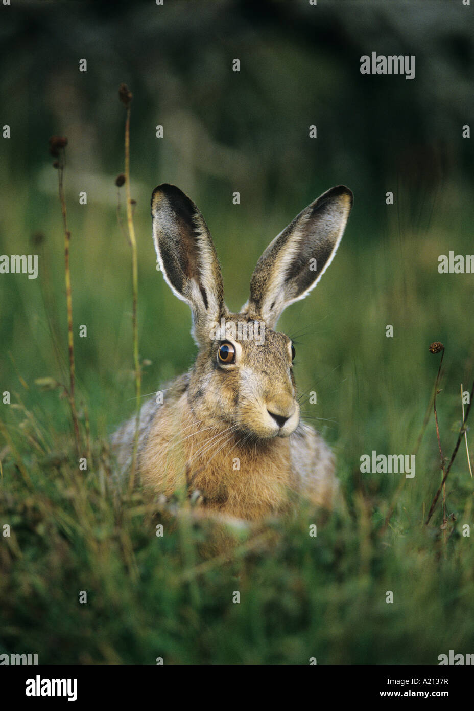 Hare sitting on grass Stock Photo - Alamy