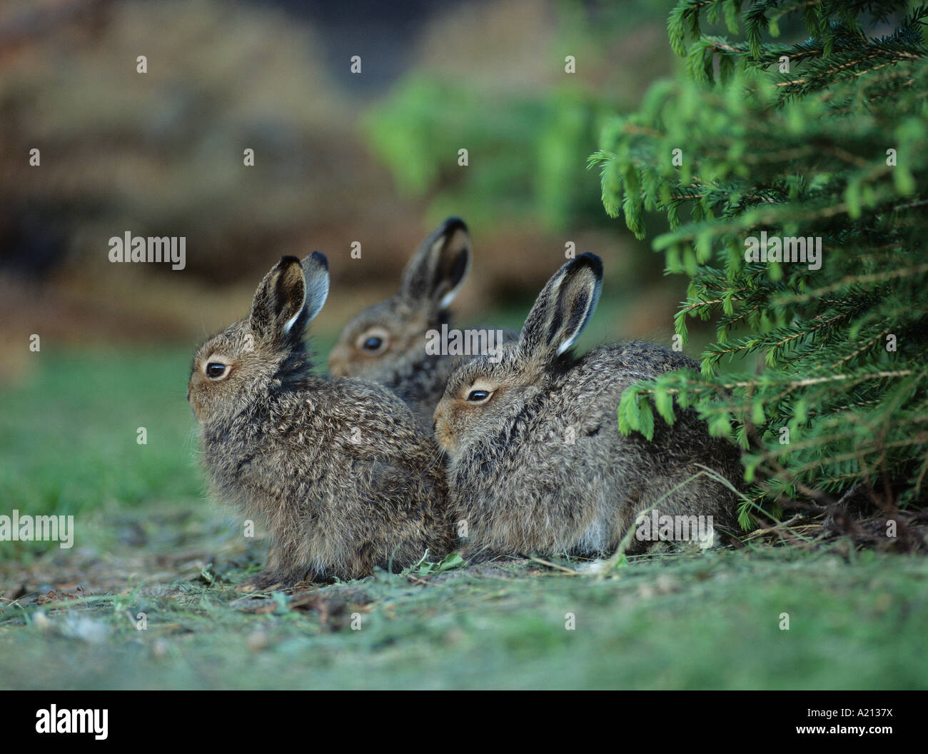 Three young hares sitting by bush Stock Photo - Alamy