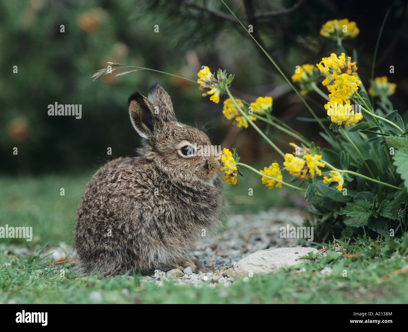 Young hare hi-res stock photography and images - Alamy