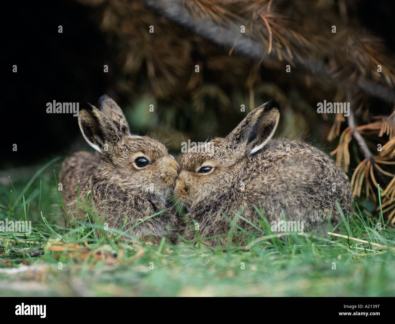Two young hares sitting by bush Stock Photo - Alamy