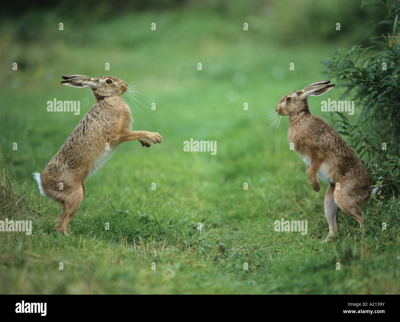 Two aggressive hares Stock Photo - Alamy