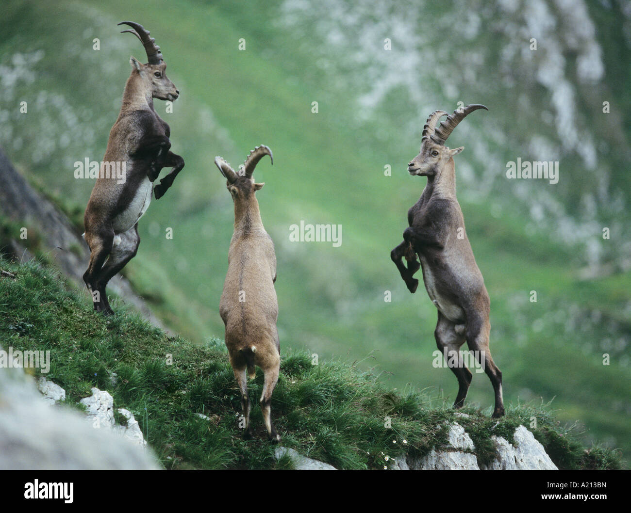 Alpine ibex jumping hi-res stock photography and images - Alamy