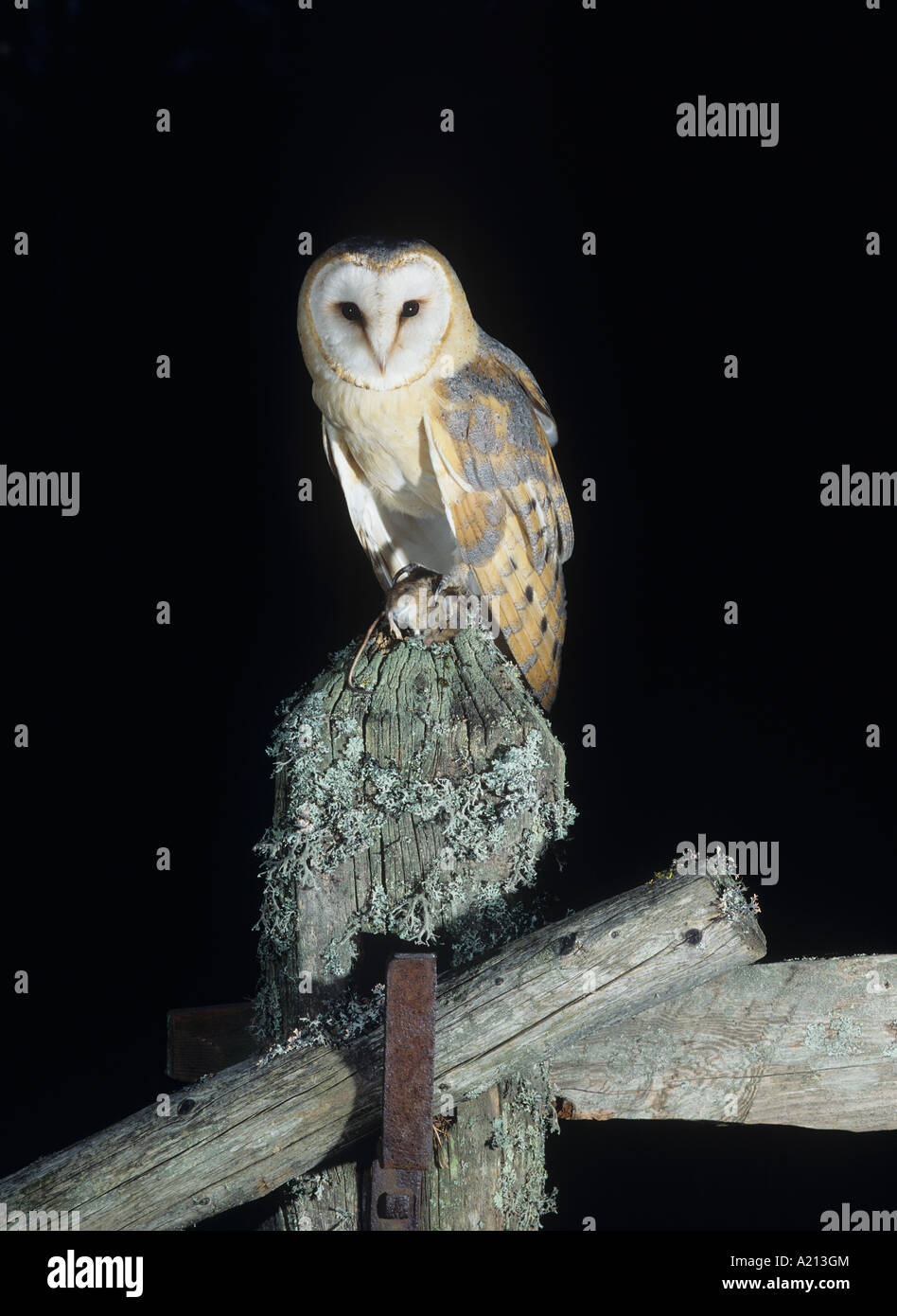 Barn owl fence hi-res stock photography and images - Alamy