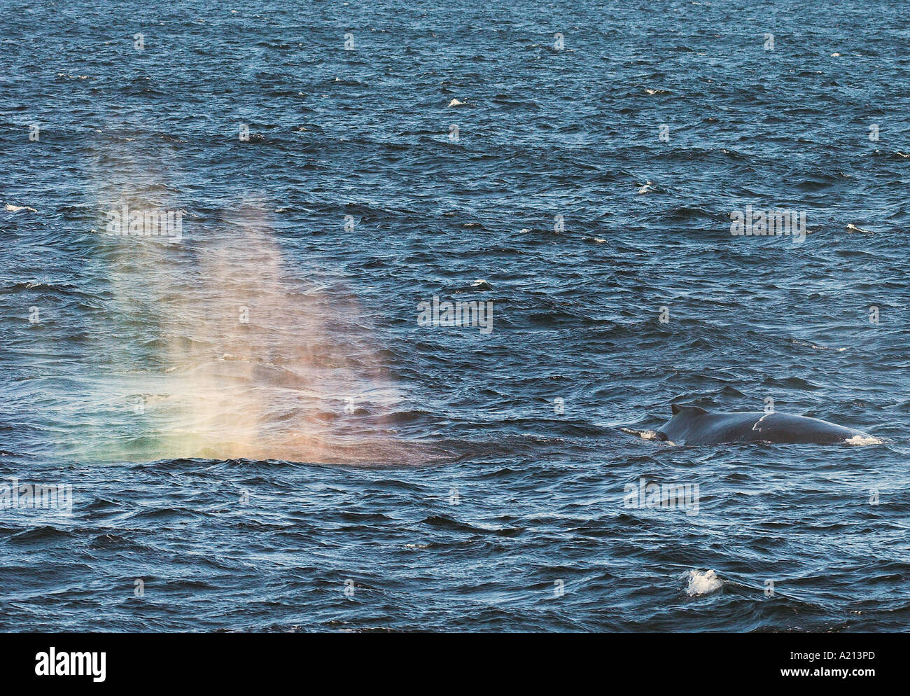 Whale spout rainbow hi-res stock photography and images - Alamy