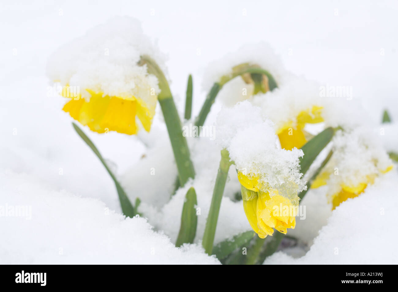 Snowy Flowers in March Willamette National Cemetary in Portland Oregon ...