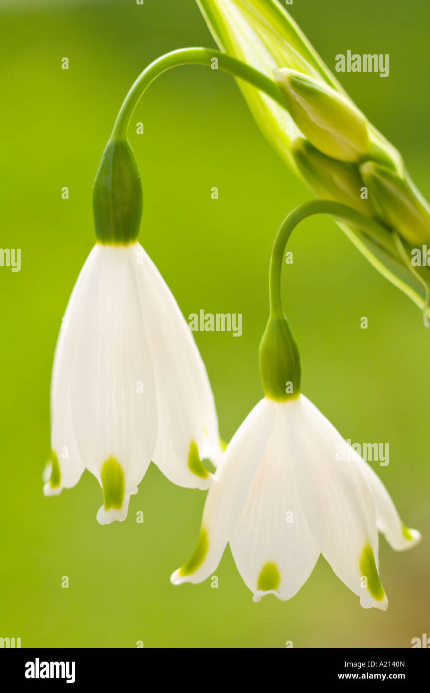 Snowbell hi-res stock photography and images - Alamy