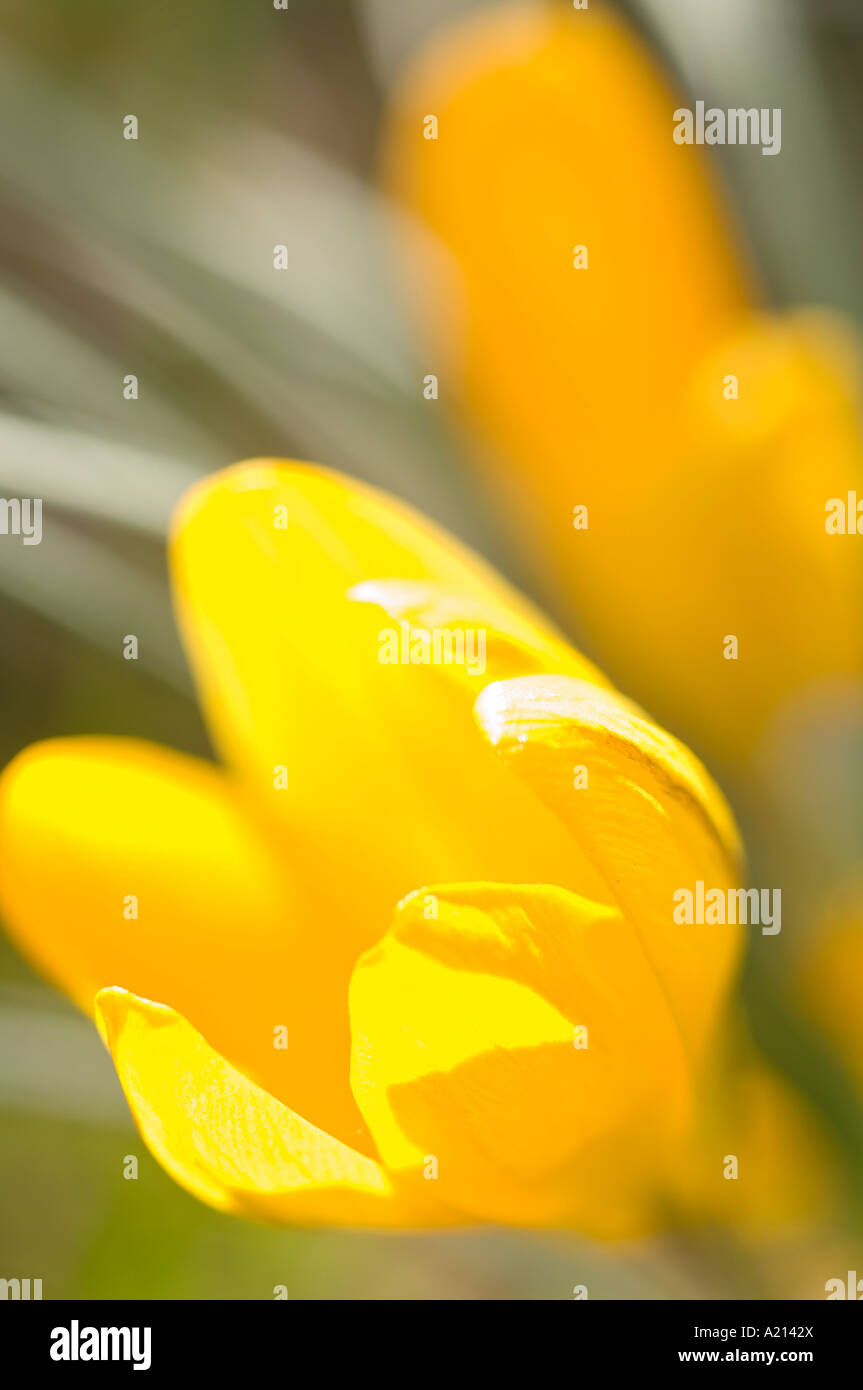 Yellow Crocus in Portland Oregon Stock Photo - Alamy