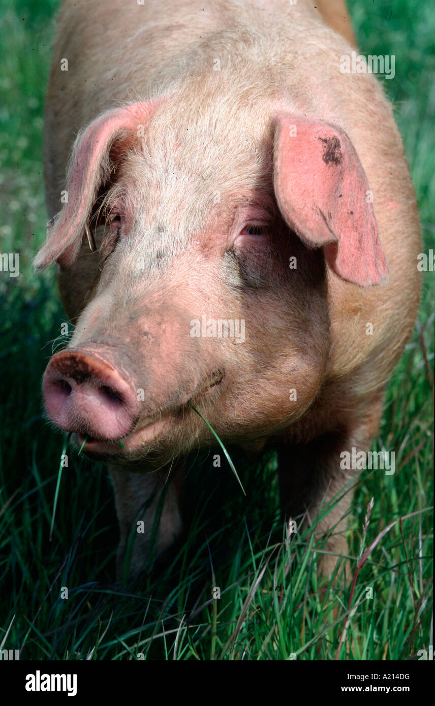 Domestic Pig Hausschwein Stock Photo - Alamy