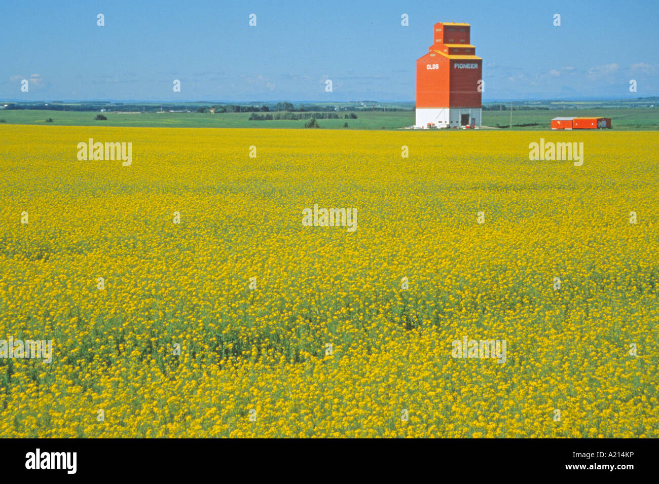 Canola crops in alberta hi-res stock photography and images - Alamy