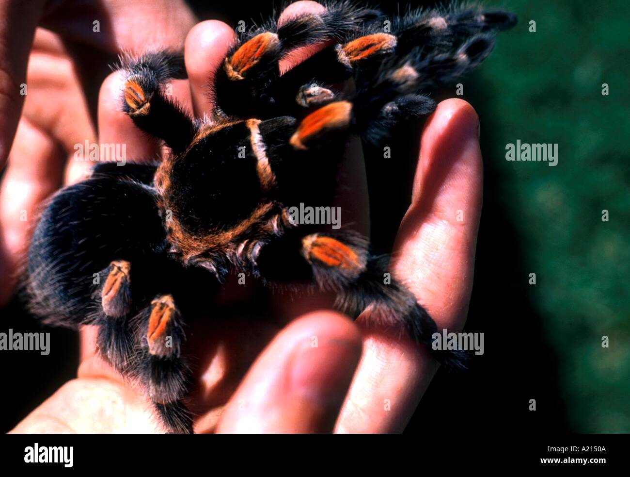 Tarantula on hand E Young Stock Photo - Alamy