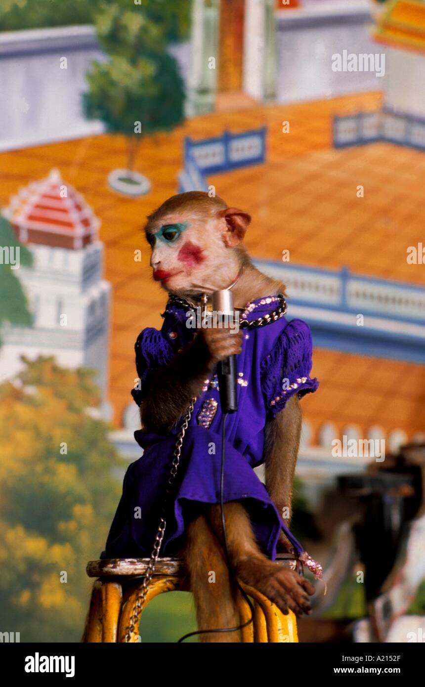 Singing monkey Thailand Adevtasia Stock Photo - Alamy