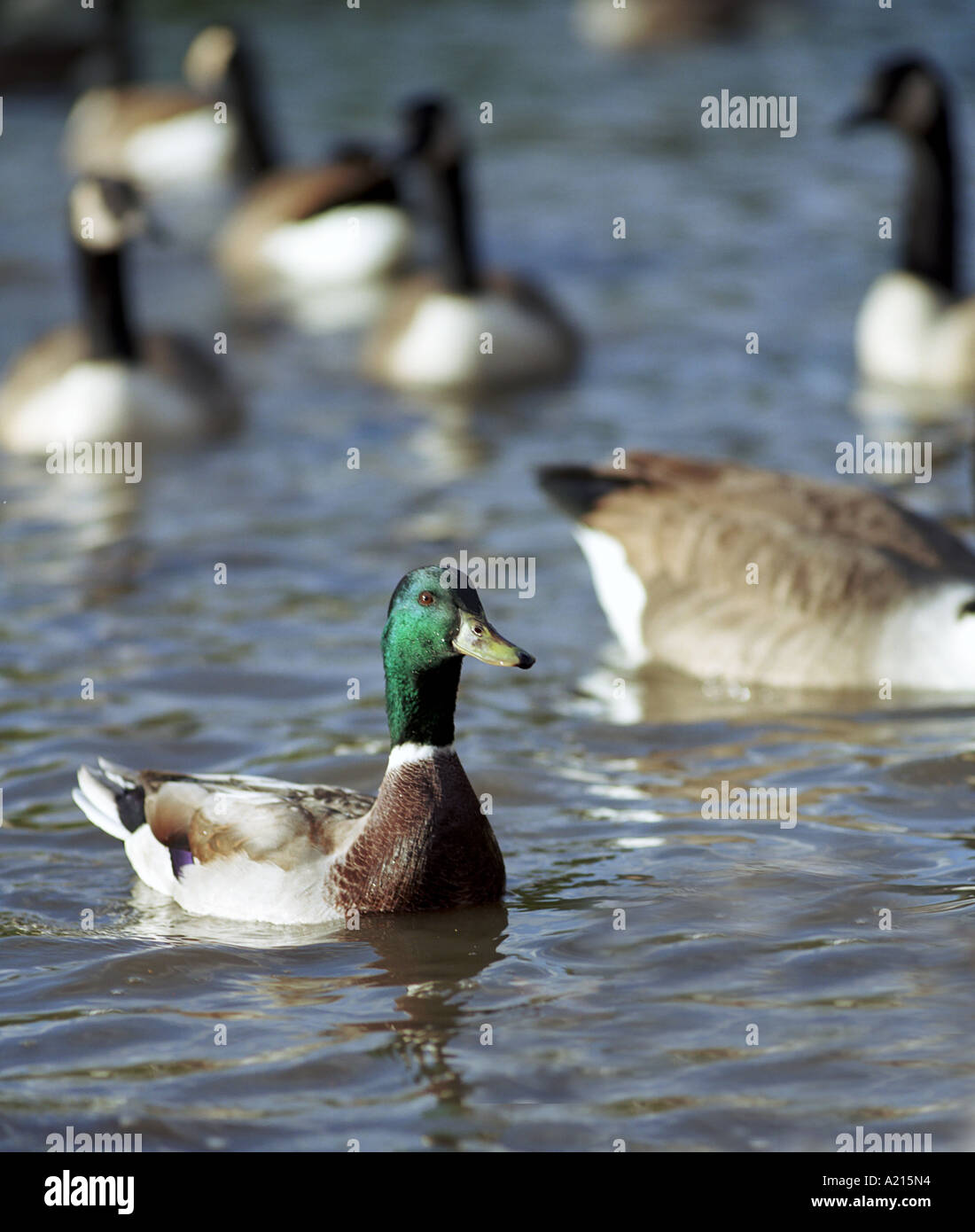 portrait of a single male mallard duck with neighbours in the distance ...