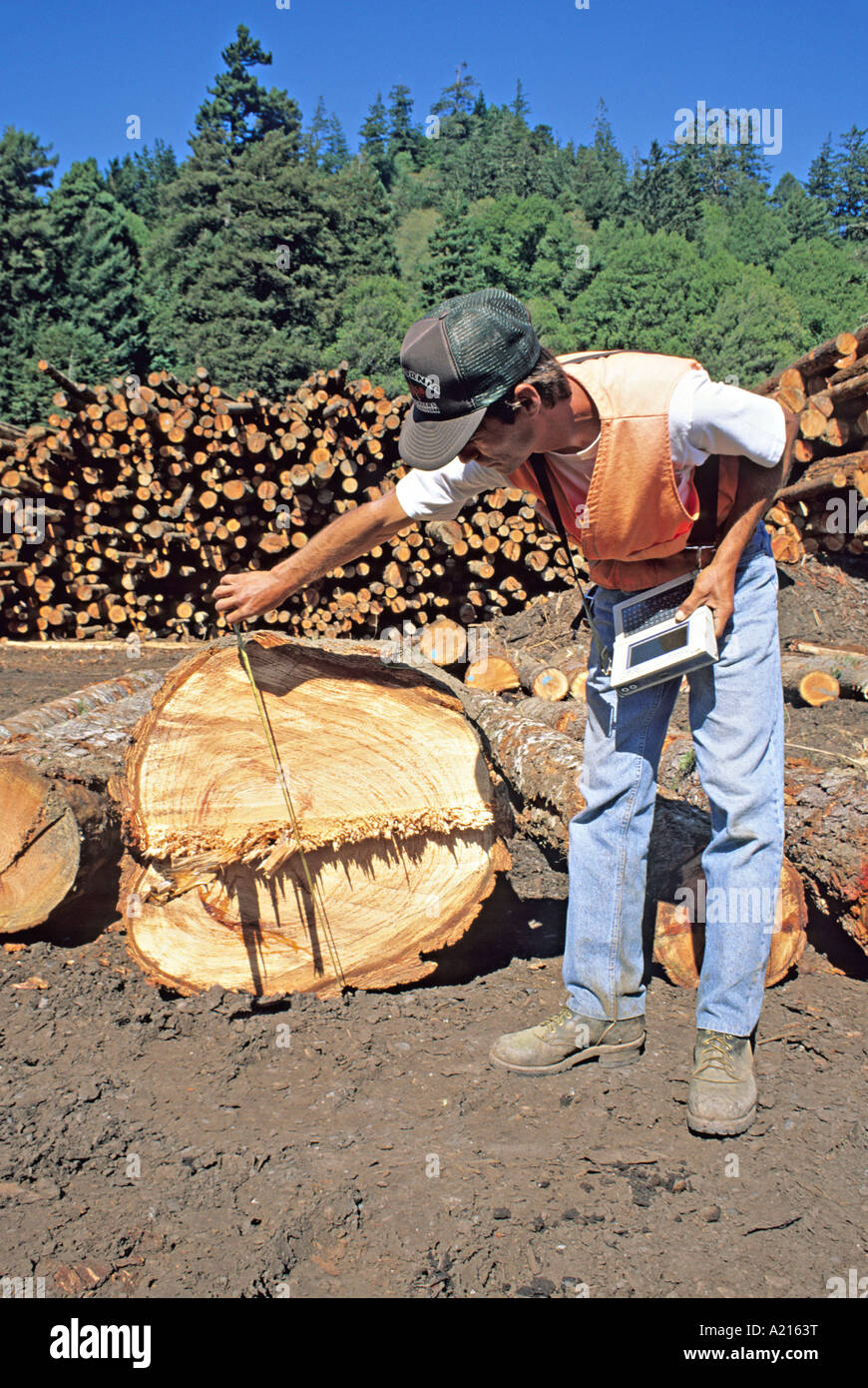 Log scaler hi-res stock photography and images - Alamy