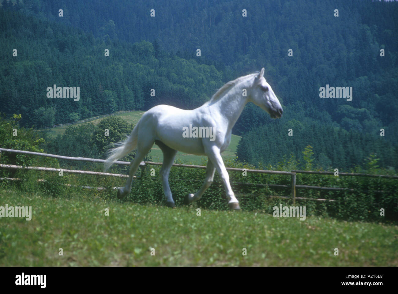 Piber hi-res stock photography and images - Alamy