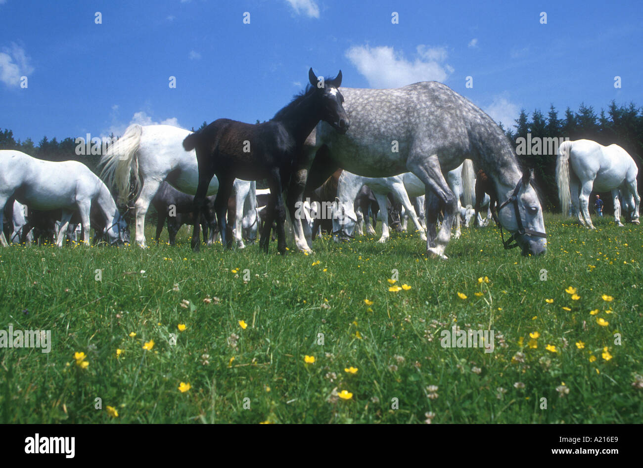 Lippizaner hi-res stock photography and images - Alamy