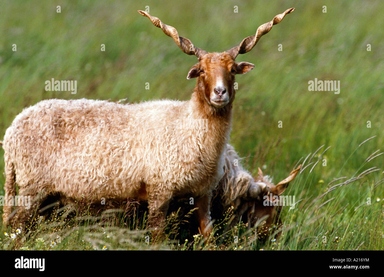 Oveja racka hi-res stock photography and images - Alamy
