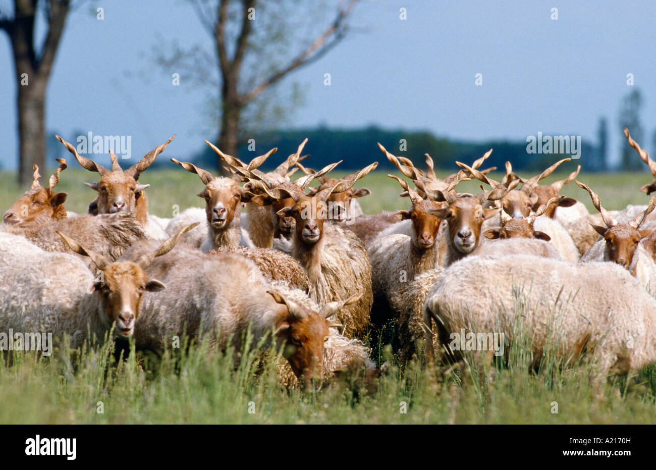 Rackasheep hi-res stock photography and images - Alamy