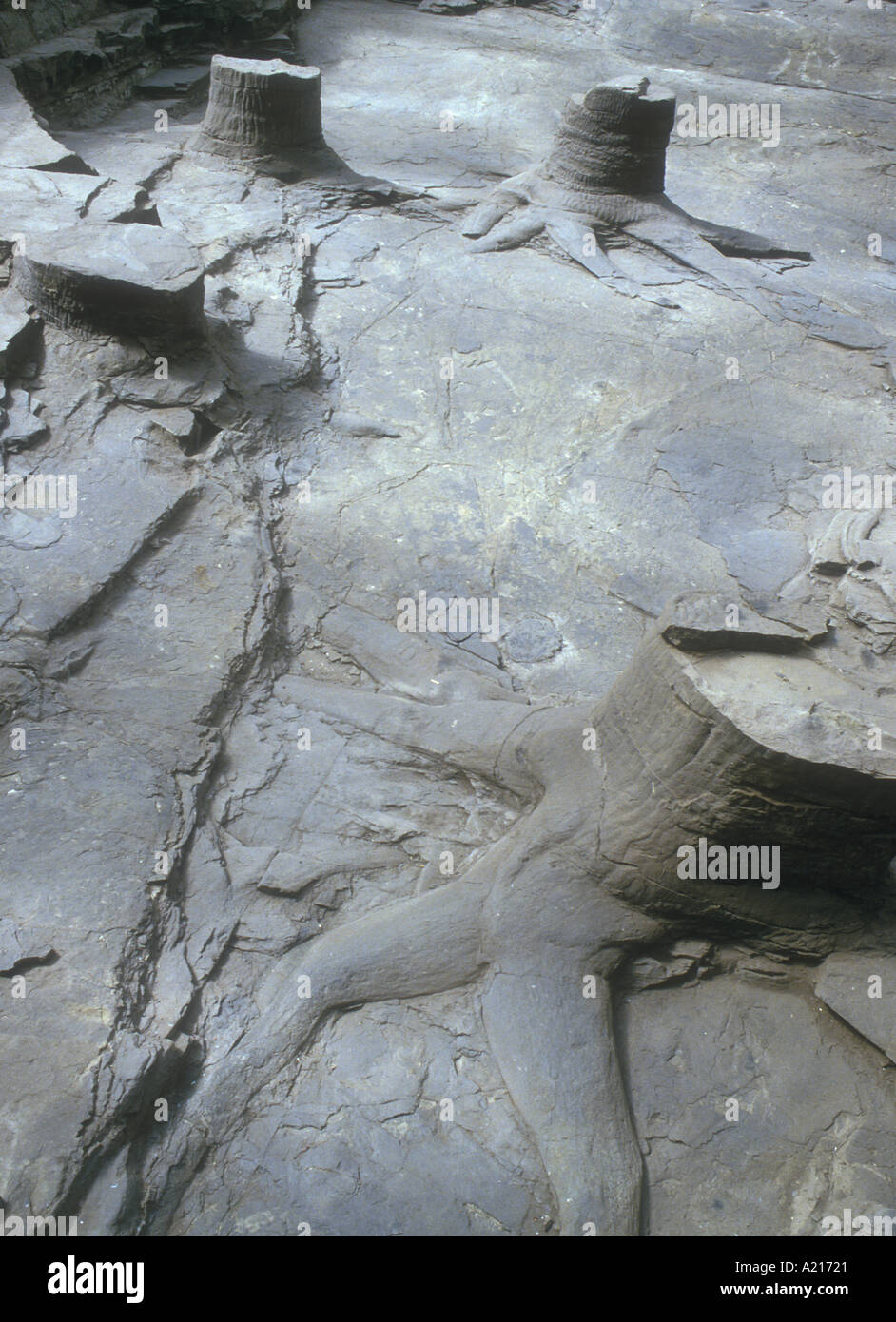 Fossil grove, glasgow hi-res stock photography and images - Alamy