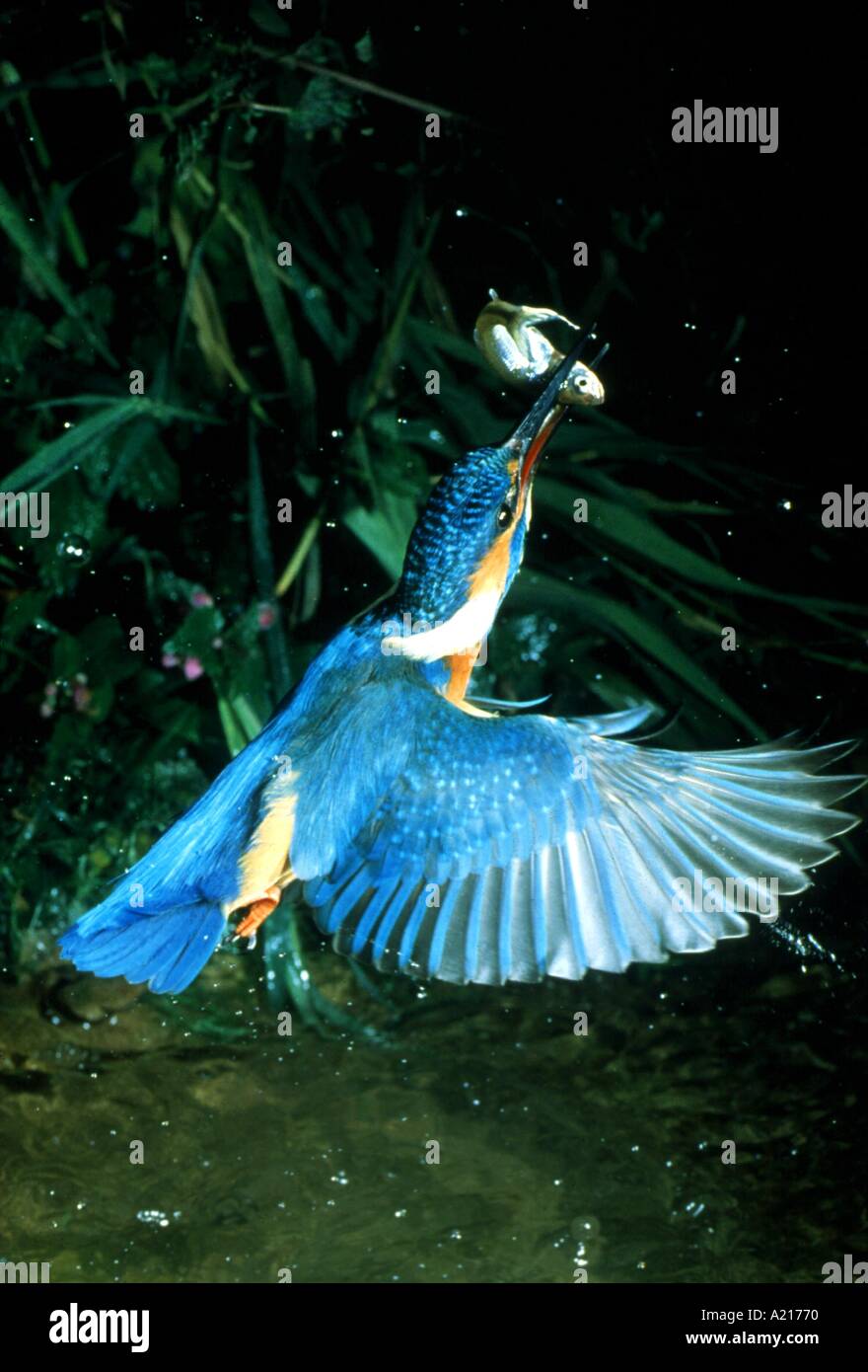 Fish catching techniques hi-res stock photography and images - Alamy