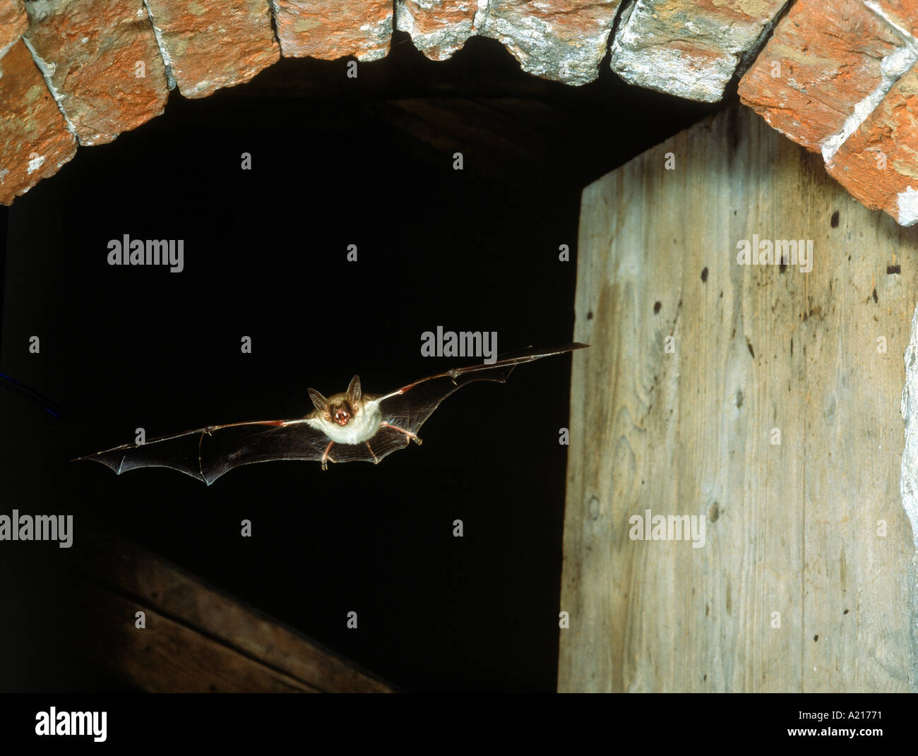 Bat in flight Silvestris Stock Photo - Alamy