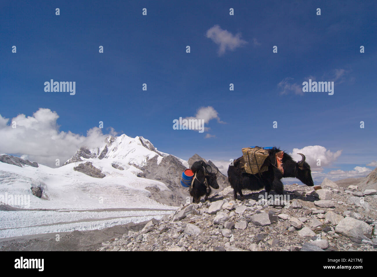 A Tibetan Yak Train near Mount Cho Oyu in Tibet Stock Photo - Alamy