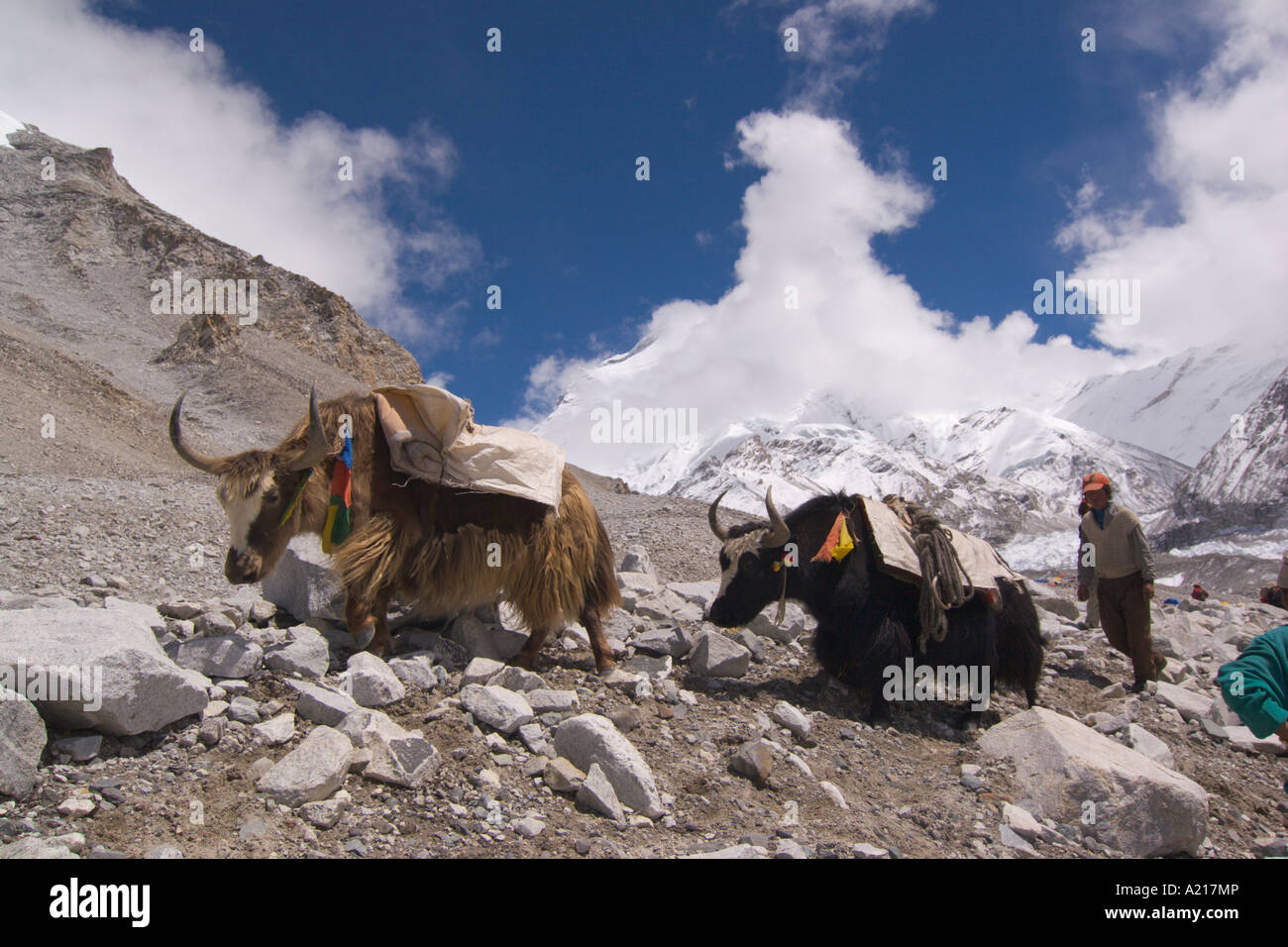 Himalaya train tibet hi-res stock photography and images - Alamy