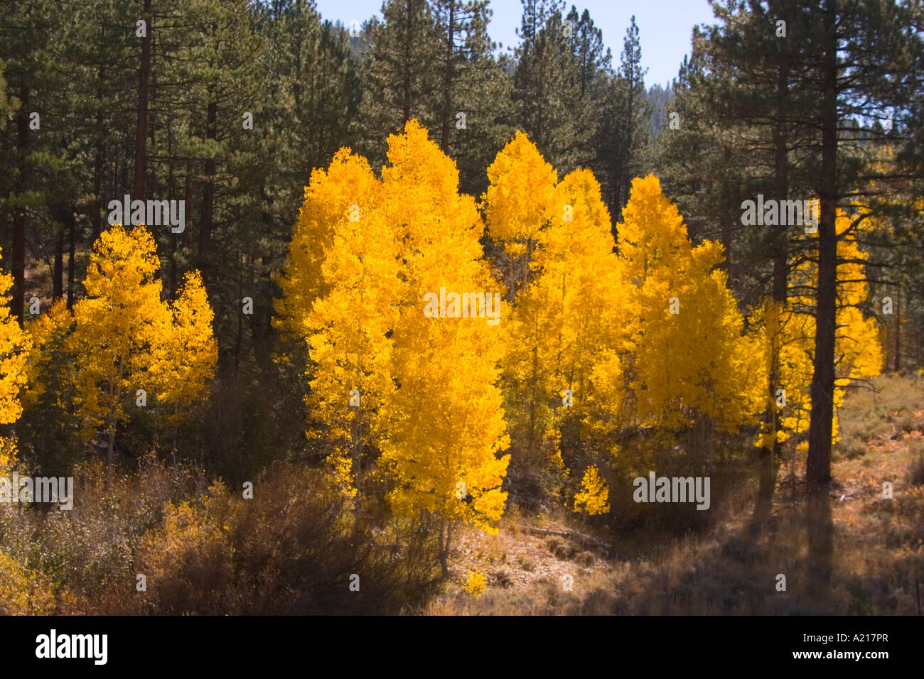 Yellow Aspen Trees Near Truckee California Stock Photo - Alamy