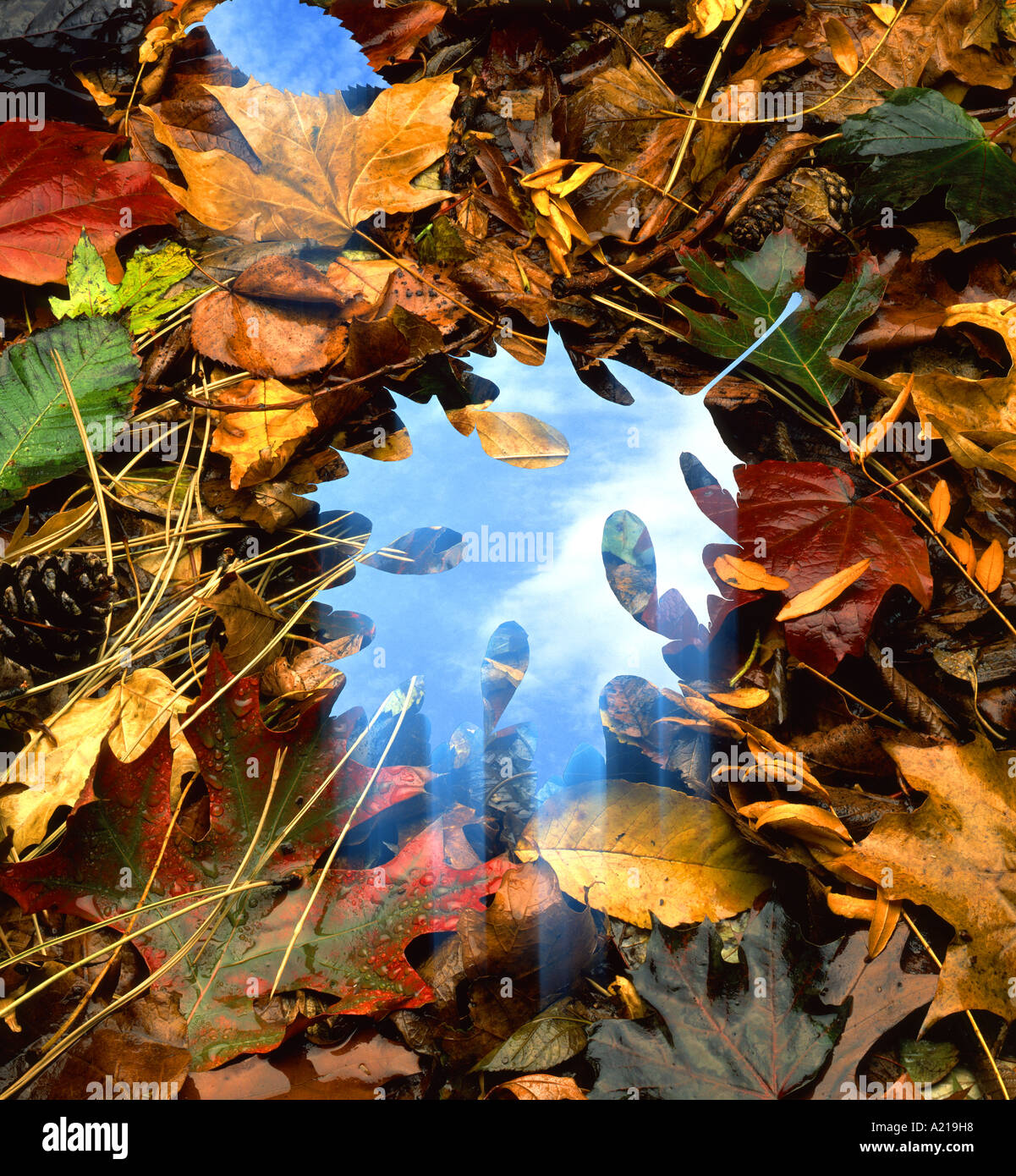 fall sky leaves Stock Photo - Alamy