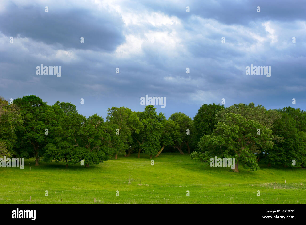 Stock photography of mature oak trees in mid summer under midwest ...